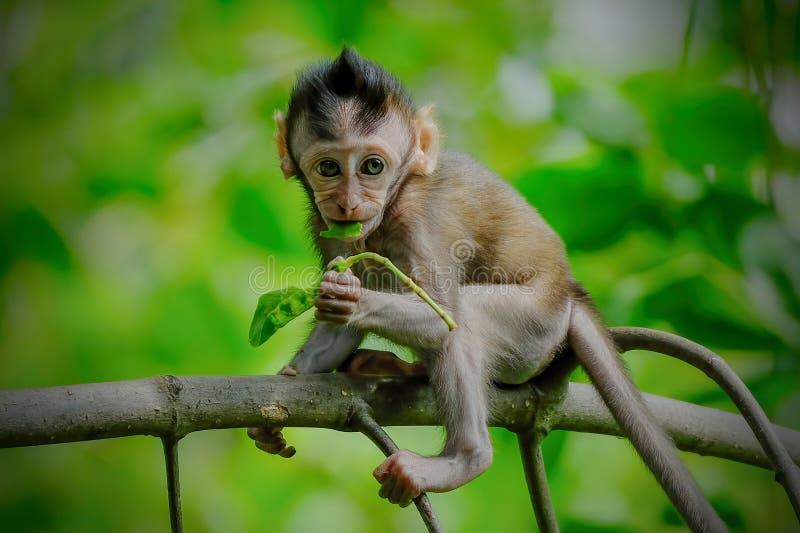 Cute Baby Monkeys a Cute Baby Monkey Stock Image - Image of cynomolgus ...
