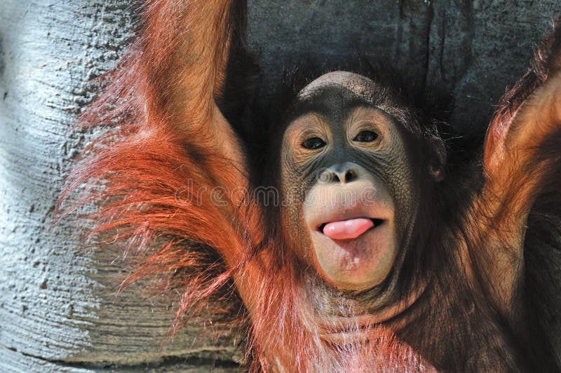 Cute baby orangutan stock photo. Image of hairy, head - 8493496
