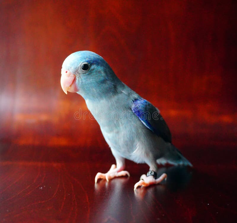 Cute Baby Pacific Parrotlet (15 Days Old), Forpus Coelestis Stock Image ...
