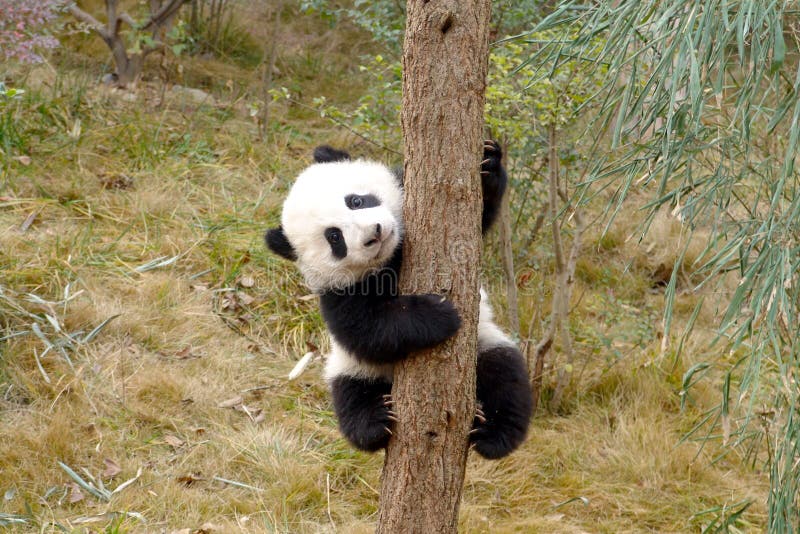 1,071 Baby Panda Tree Stock Photos - Free & Royalty-Free Stock Photos ...