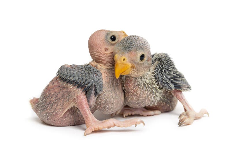 Adorable Baby Parrot 580+ Baby Parrot Stock Photos, Pictures