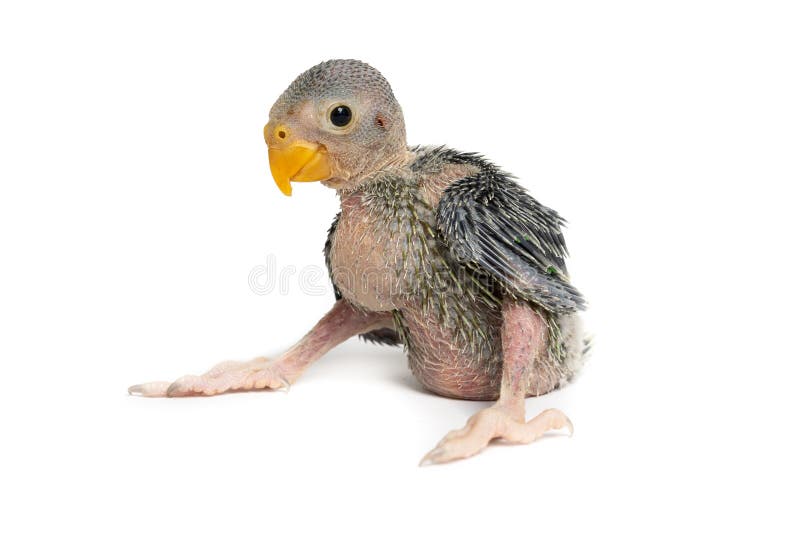 A Cute Baby Parrot Isolated on White Background Stock Image - Image of ...