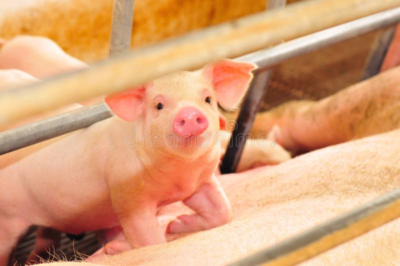 Cute Baby Piglets stock photo. Image of omnivores, adorable - 3911562