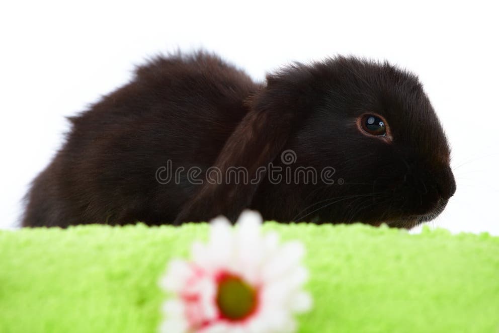 Cute baby rabbit stock image. Image of cute, easter, isolated - 12701699