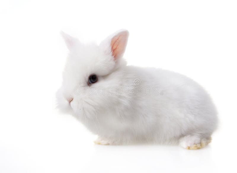 Cute Baby Rabbit Picture. Image: 13750598