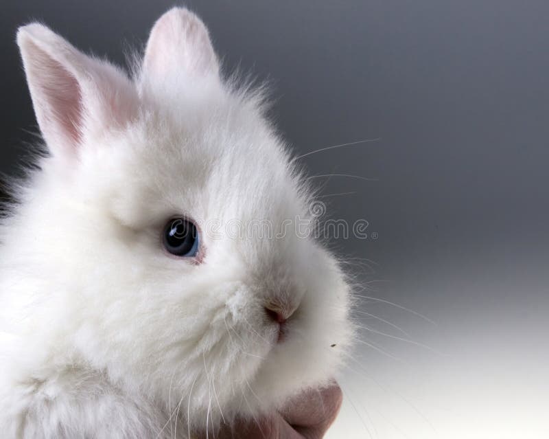 Cute baby rabbit stock image. Image of cuddly, mammal - 13750603