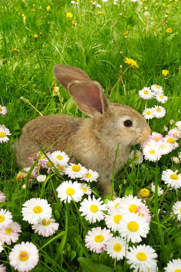Baby Bunny Rabbits With Flowers