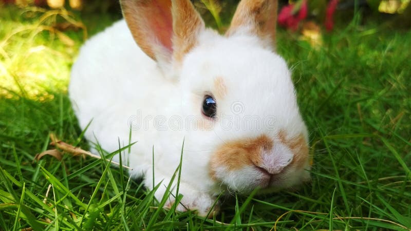 Cute baby rabbit stock image. Image of baby, carnivore - 189234953