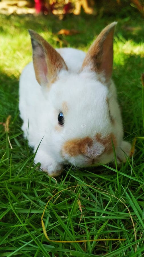 Cute baby rabbit stock image. Image of baby, carnivore - 189234953