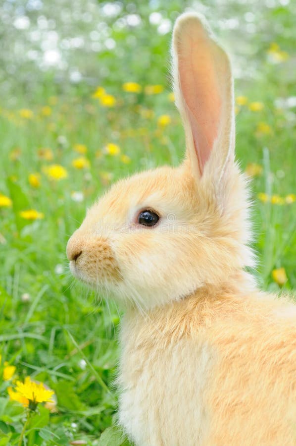 Cute Baby Rabbit stock photo. Image of dandelions, farm - 20609048