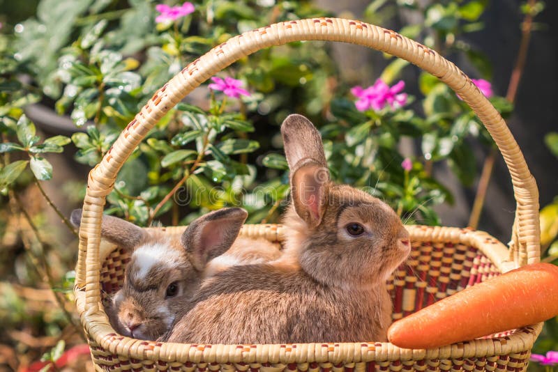Cute baby rabbit on basket stock photo. Image of bunny - 213045250