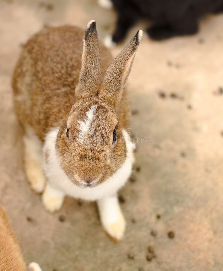 A cute baby rabbit stock photo. Image of wildlife, adorable - 130825856