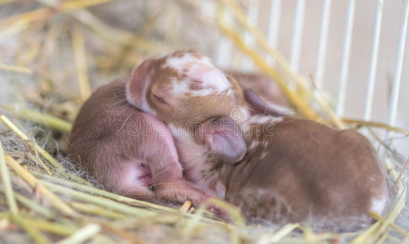 Cute baby rabbit in case stock image. Image of orange - 203166481
