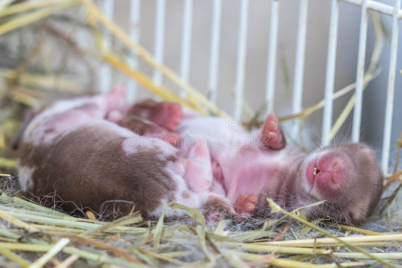 Cute baby rabbit in case stock photo. Image of small - 203166484