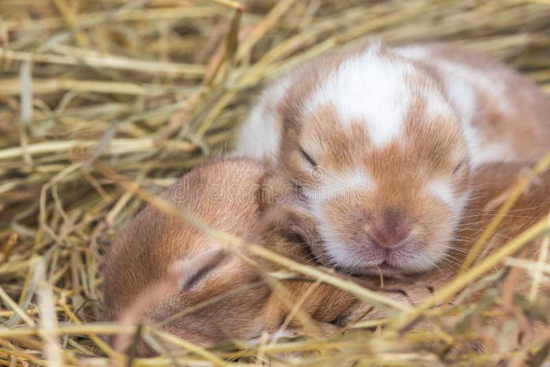 Cute Baby Rabbit on Dry Grass Stock Image - Image of orange, easter ...