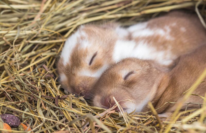 Cute Baby Rabbit on Dry Grass Stock Photo - Image of nature, teeth ...