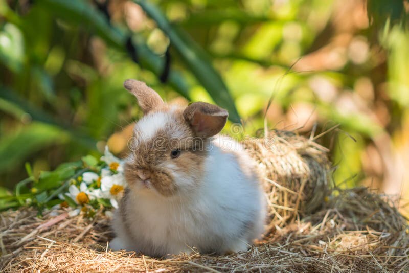 Cute Baby Rabbit on Dry Grass Selective Focus Stock Photo - Image of ...