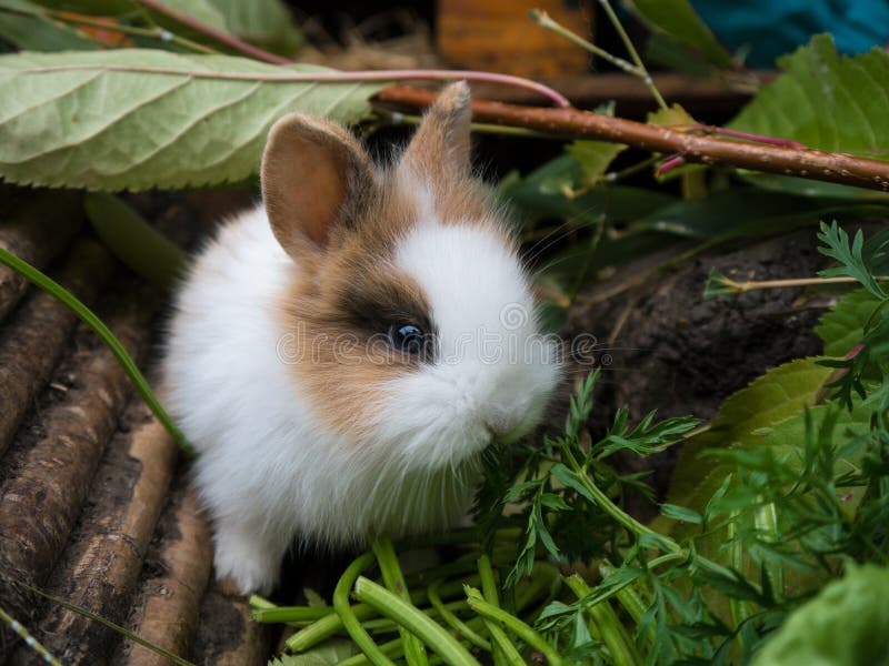 Cute baby rabbit stock image. Image of domestic, eating - 80978939