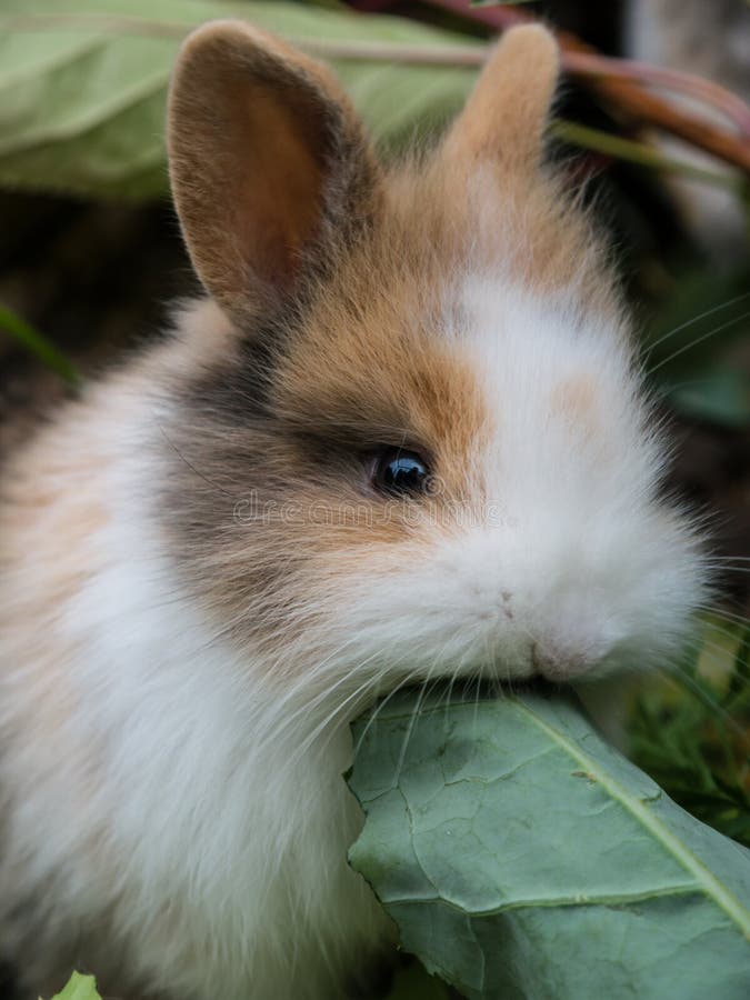 Cute baby rabbit stock image. Image of furry, meadow - 80979987