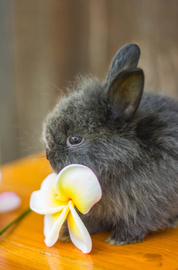 Cute Baby Rabbit with Flower Stock Image - Image of flower, animal ...