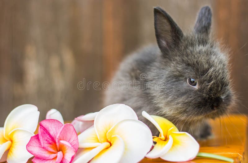 Cute Baby Rabbit with Flower Stock Image - Image of flower, animal ...