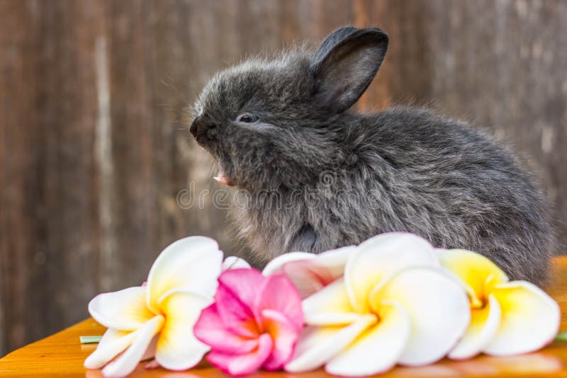 Cute Baby Rabbit with Flower Stock Image - Image of flower, animal ...