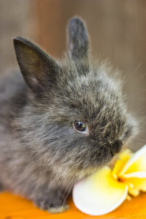 Cute Baby Rabbit with Flower Stock Image - Image of hare, grass: 93457439