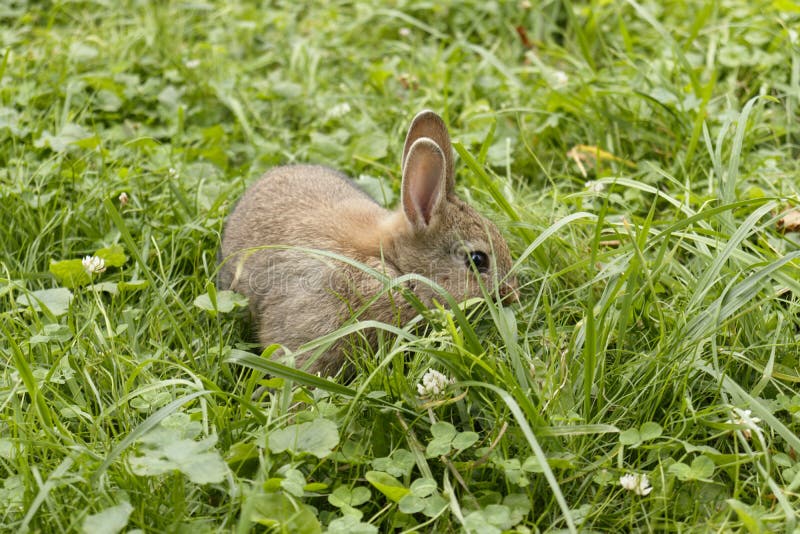 Cute Baby Rabbit on Green Grass on a Summer Day Stock Photo - Image of ...