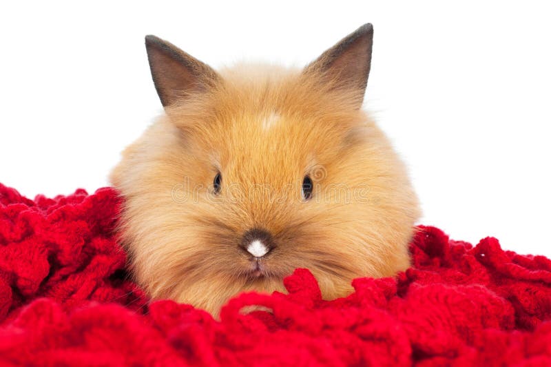 Orange Netherland Dwarf Rabbit Isolated White Back Stock Image - Image ...