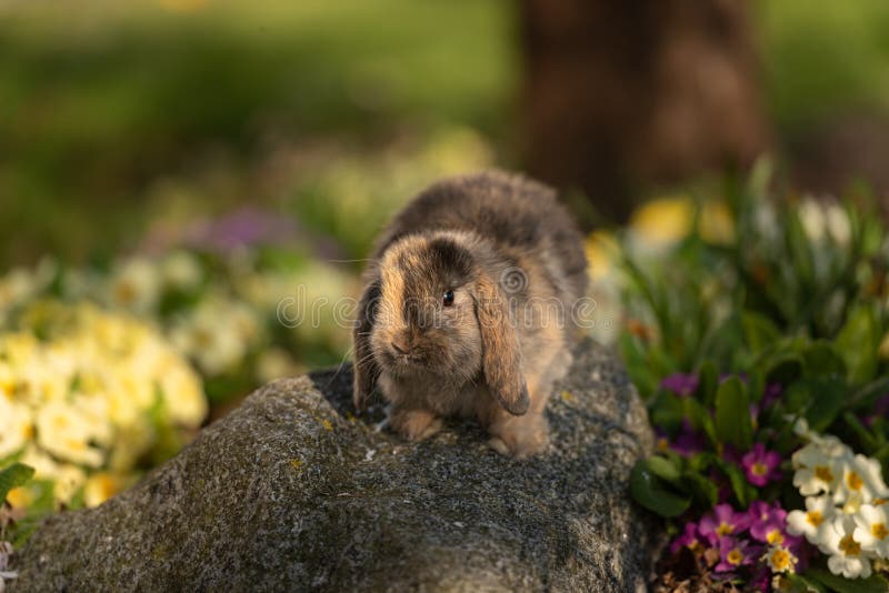 Cute Baby Rabbit Outside in Garden Stock Image - Image of domestic ...