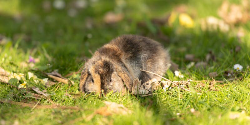Cute Baby Rabbit Outside in Garden Stock Image - Image of baby, funny ...