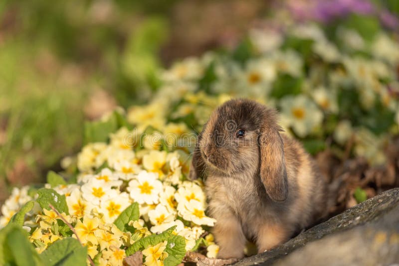 Cute Baby Rabbit Outside in Garden Stock Photo - Image of cute, sweet ...