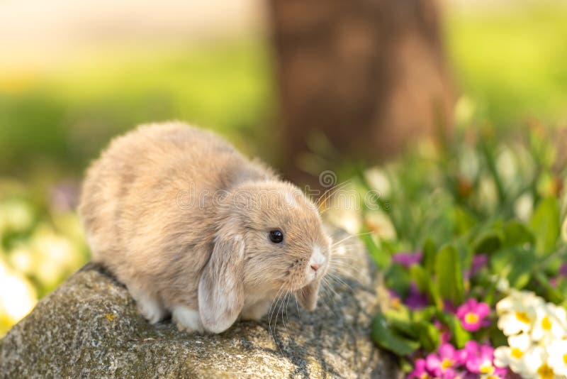 Cute Baby Rabbit Outside in Garden Stock Photo - Image of domestic ...