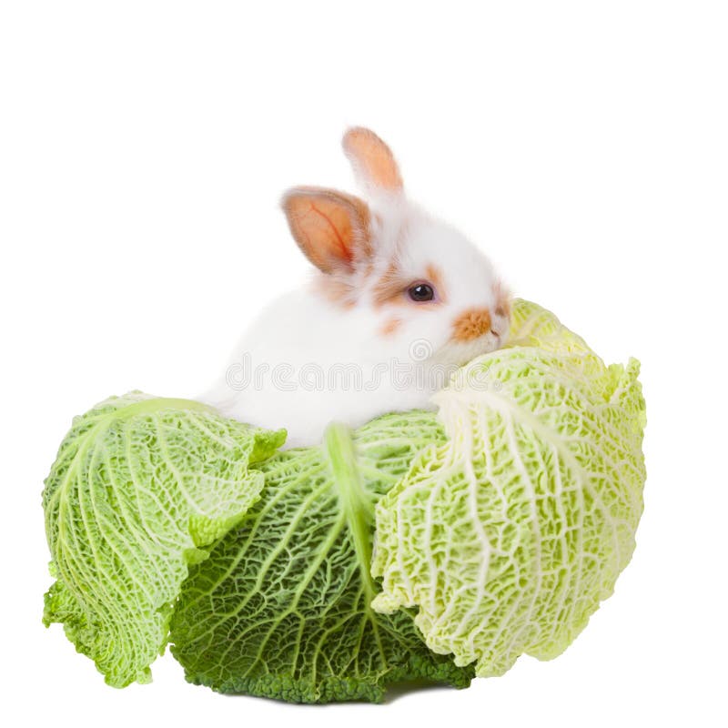 Cute Baby Rabbit Sitting in Green Cabbage Stock Photo - Image of little ...