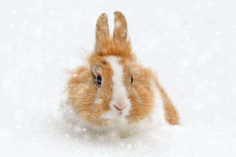 Cute Baby Rabbit in the Snow Stock Photo - Image of portrait, season ...