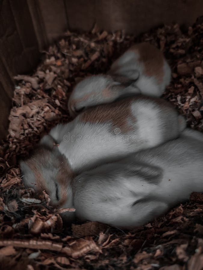 Cute baby rabbits stock image. Image of bird, cute, plant - 249949787