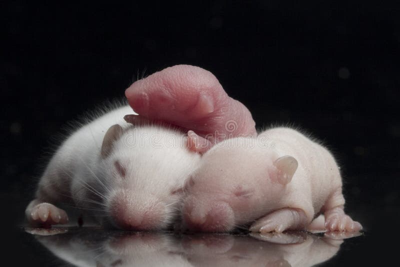 Cute Baby Rats Resting On Black Background Stock Image - Image of ...