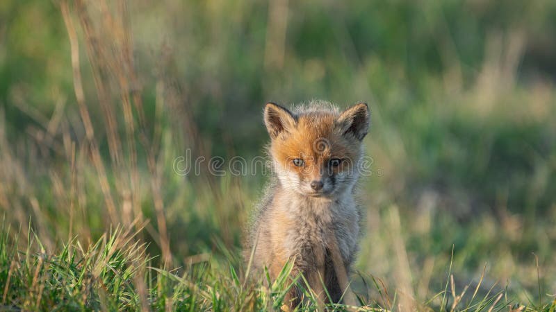 Cute Baby Red Fox (Vulpes Vulpes) Sitting on the Grass Stock Photo ...