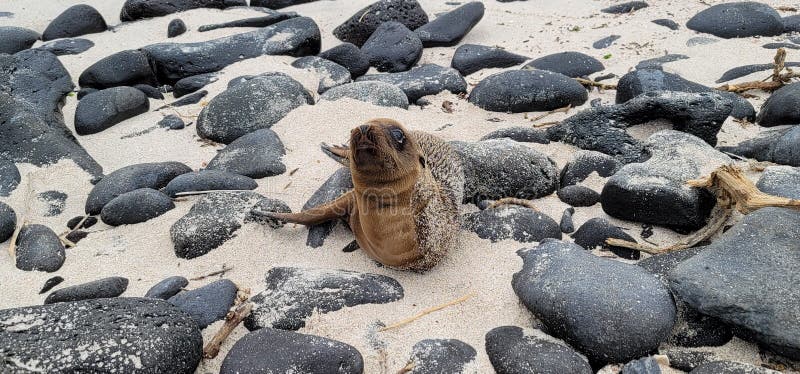 Cute Baby Seal Rests on Rocks by the Sandy Shore. Stock Image - Image ...