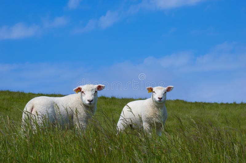 Cute Baby Sheep stock photo. Image of grass, look, friendly - 773732