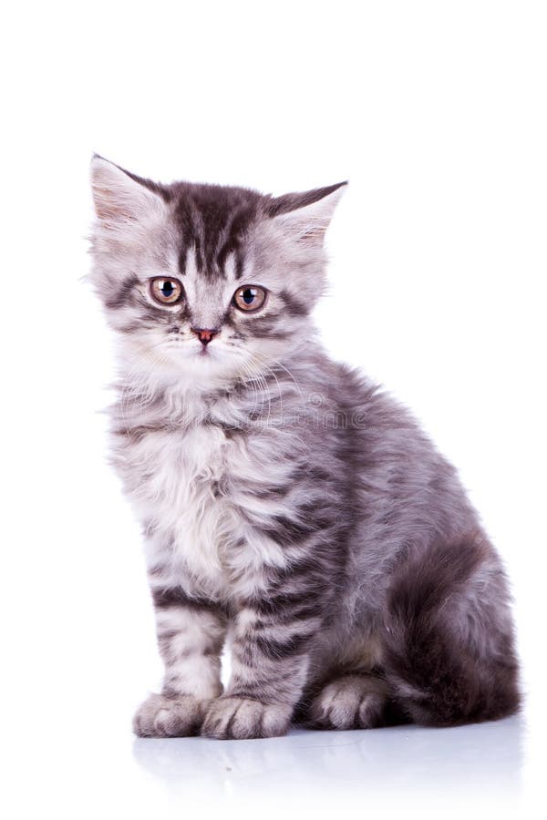 Cute baby silver tabby cat stock photo. Image of purr - 22957590