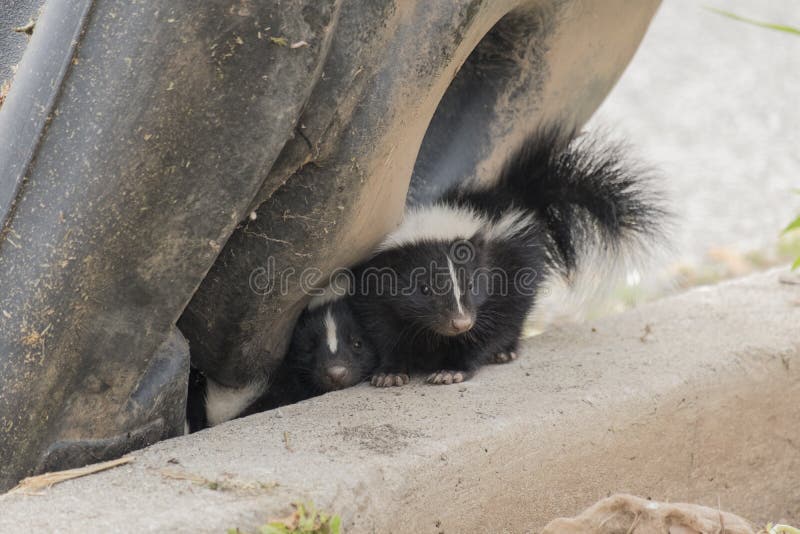 Cute Baby Skunk stock image. Image of wild, skunk, nature - 191067655