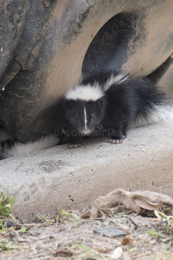 Cute Baby Skunk stock photo. Image of furry, black, summer - 191067676
