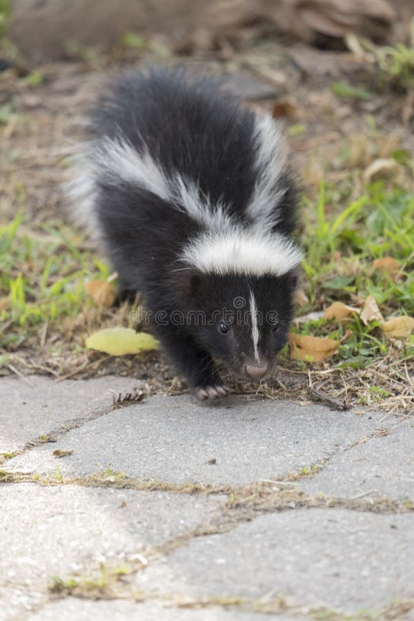 Cute Baby Skunk stock image. Image of summer, wildlife - 191067813