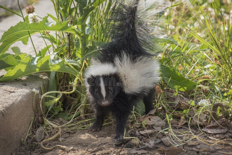 Cute Baby Skunks stock image. Image of wild, black, skunk - 191066897