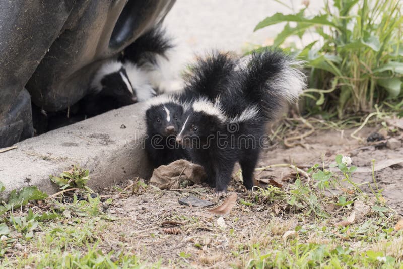 Cute Baby Skunks stock image. Image of summer, mammal - 191066683