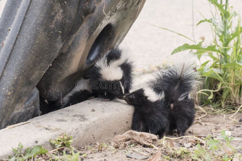 Cute Baby Skunks stock image. Image of nature, animal - 191066731
