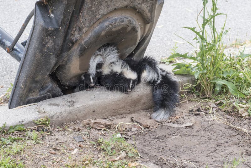 Cute Baby Skunks stock photo. Image of furry, summer - 191066896