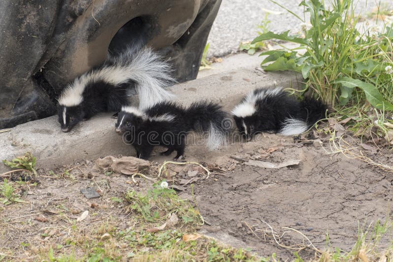 Cute Baby Skunks stock image. Image of mammal, animal - 191067077