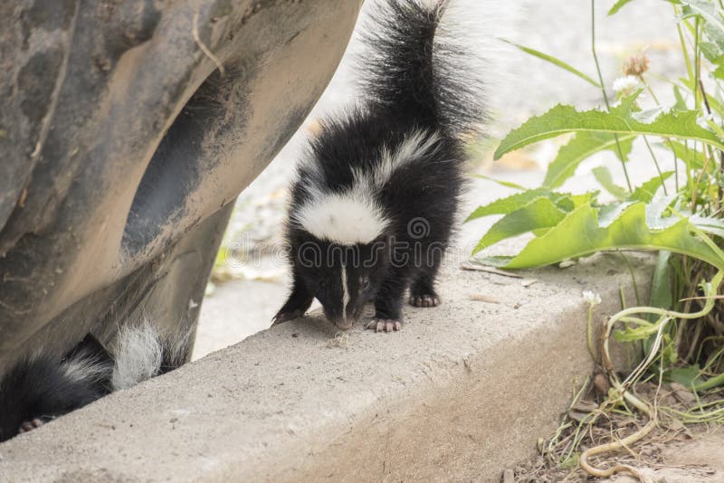 Cute Baby Skunks stock image. Image of mammal, white - 191067415
